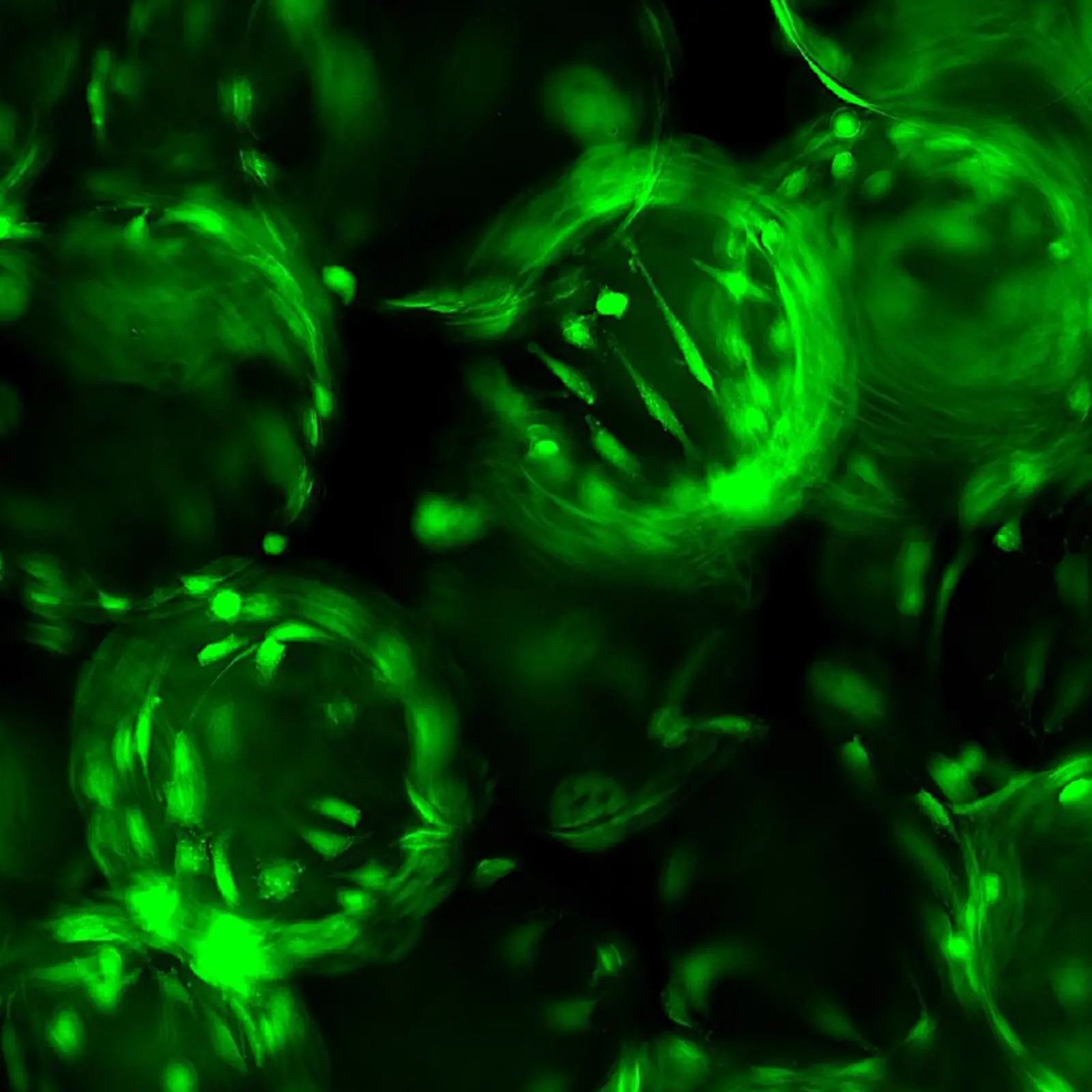 Dissolvable Microcarriers | IamFluidics