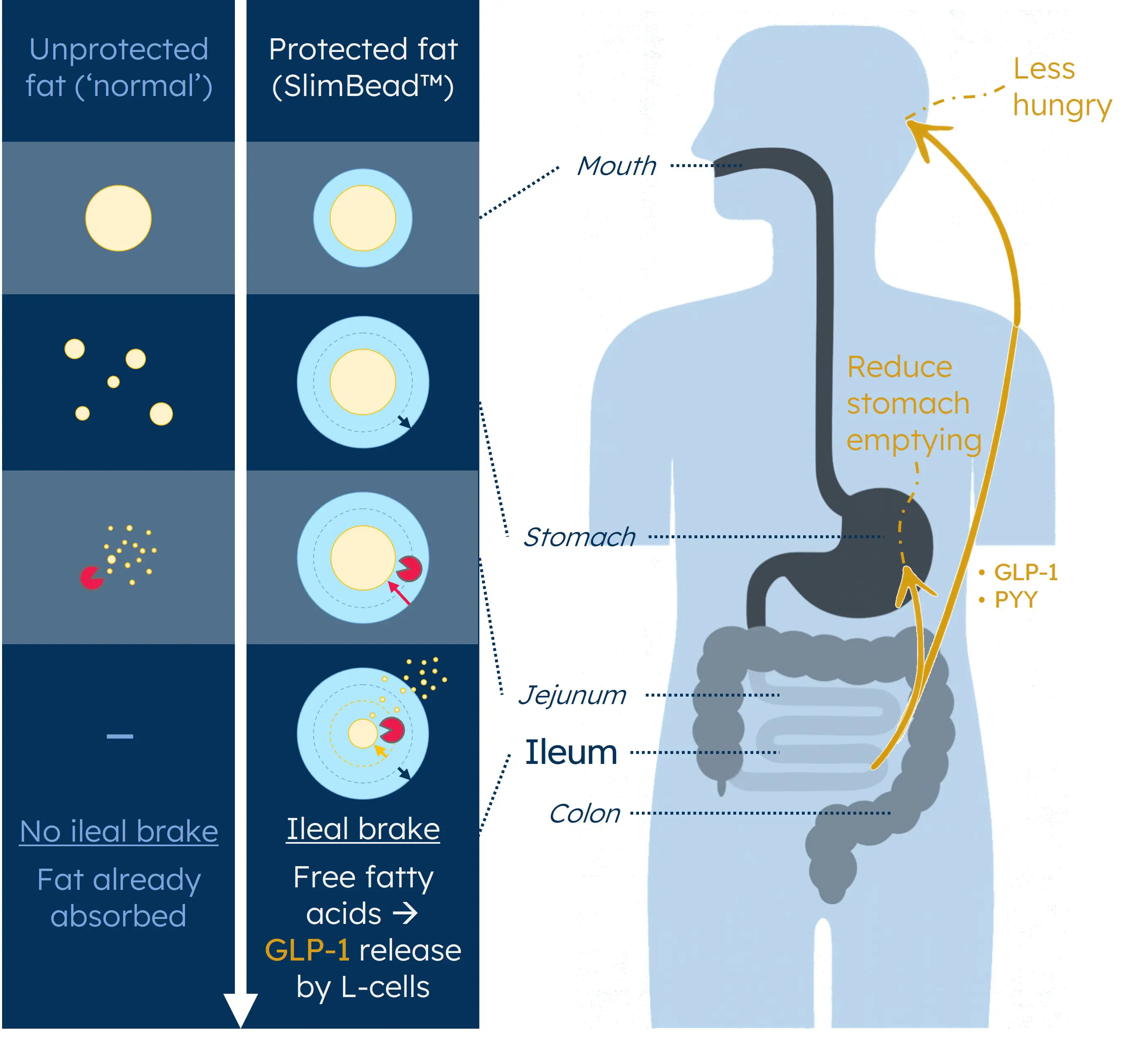 Protecting bio-actives | IamFluidics