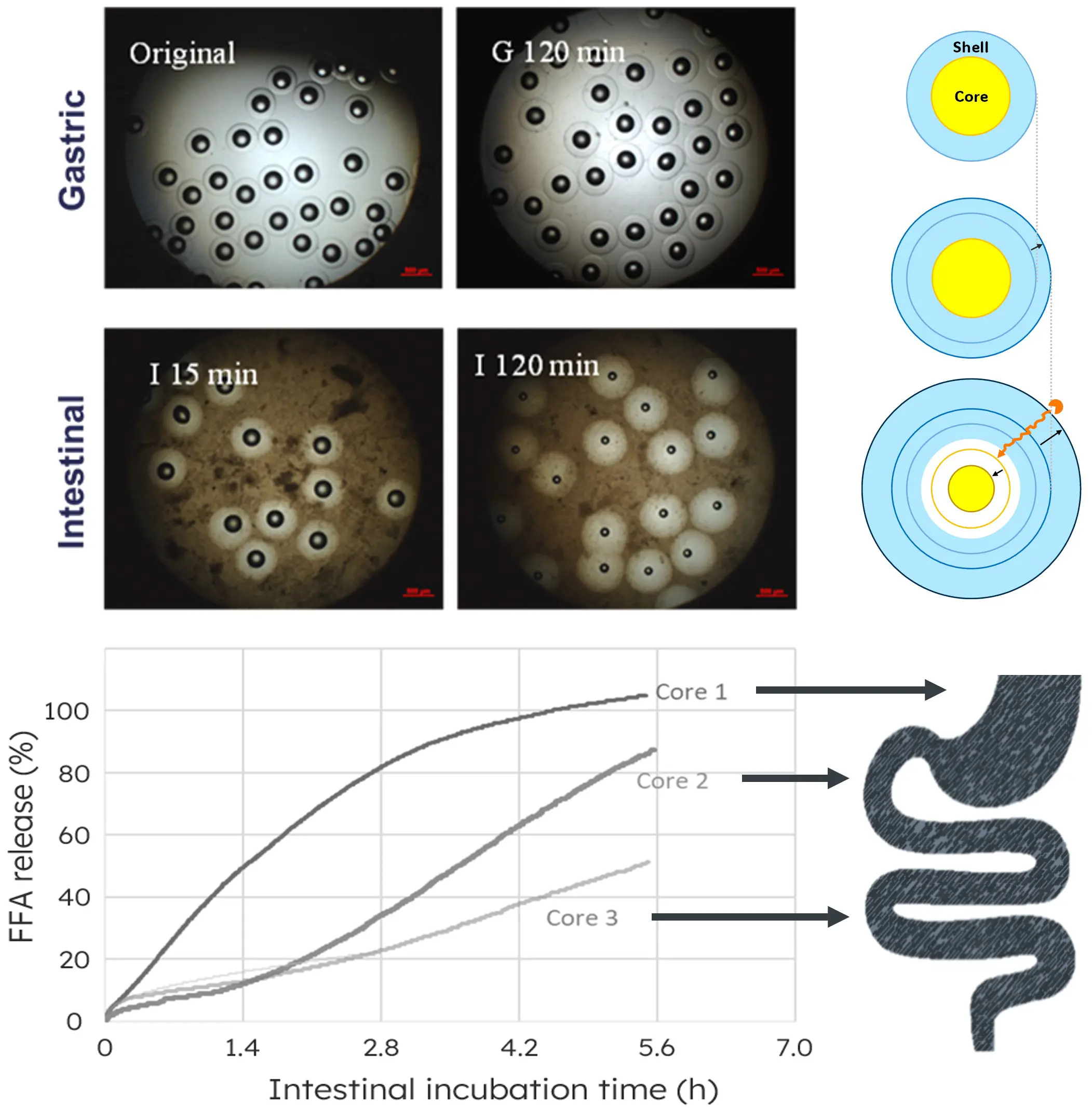 Protecting bio-actives | IamFluidics